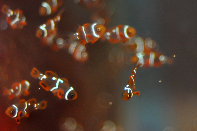 Mike Hoang’s ‘Thunder’ or ‘Goldflake’ Maroon Clownfish are showing some ...