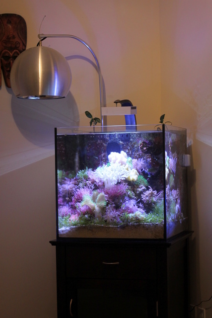 AI Nano LED review: good things can exist in small packages | Reef ...