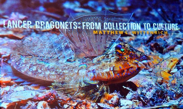 Dr. Matthew L. Wittenrich successfully breeds the rare Lancer Dragonet ...