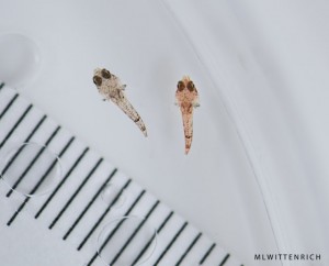 Dr. Matthew L. Wittenrich successfully breeds the rare Lancer Dragonet ...