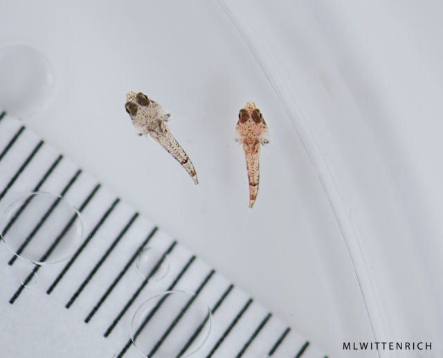 Dr. Matthew L. Wittenrich successfully breeds the rare Lancer Dragonet ...