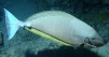 Naso tergus, a new surgeonfish species recently described from Taiwan ...