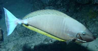 Naso tergus, a new surgeonfish species recently described from Taiwan ...