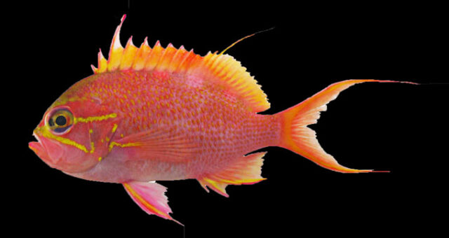 Odontanthias randalli, another deepwater anthias described from Lombok ...