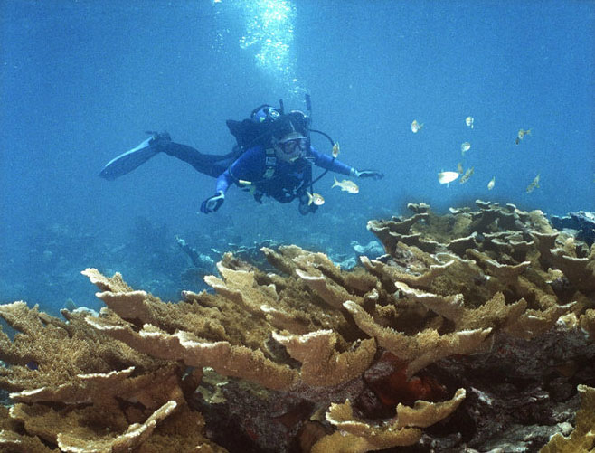 Researchers ponder making coral reef resilient | Reef Builders | The ...