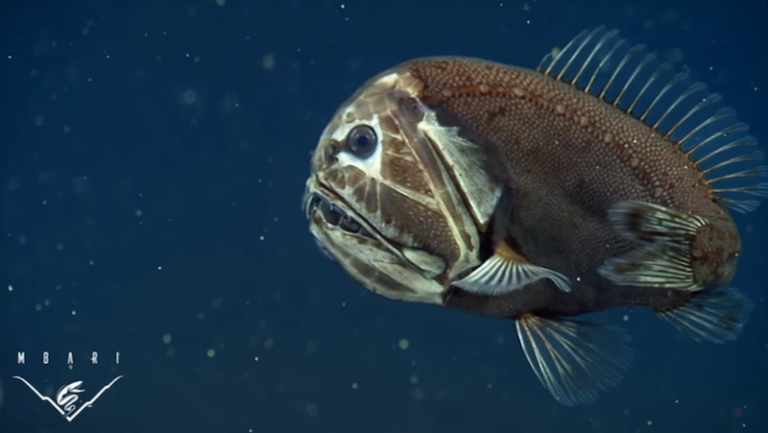 Deep sea fish have some serious teeth | Reef Builders | The Reef and ...
