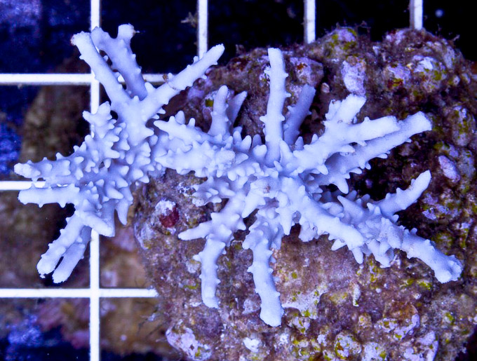 Anacropora puertogalerae shows up at Happy Coral | Reef Builders | The ...