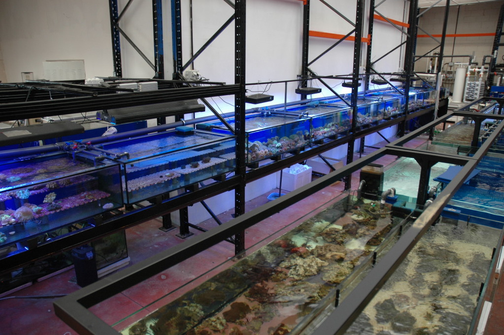 Coral Reef Spain opens up a fancy new marine livestock wholesale ...
