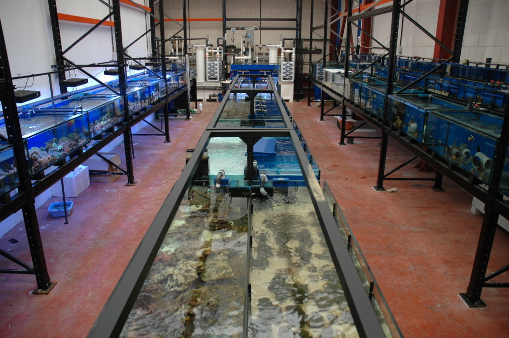 Coral Reef Spain opens up a fancy new marine livestock wholesale ...