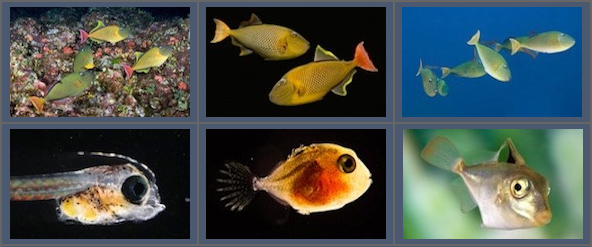 Reef Culture Technologies - First to Breed Crosshatch Triggerfish ...