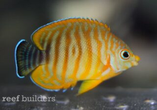 Tag: tigerpyge | Reef Builders | The Reef and Saltwater Aquarium Blog
