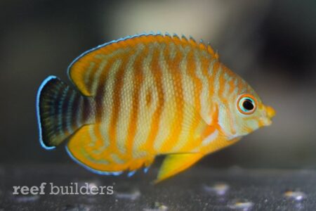Small Tigerpyge hybrid angelfish imported to Hong Kong by Red Heart ...