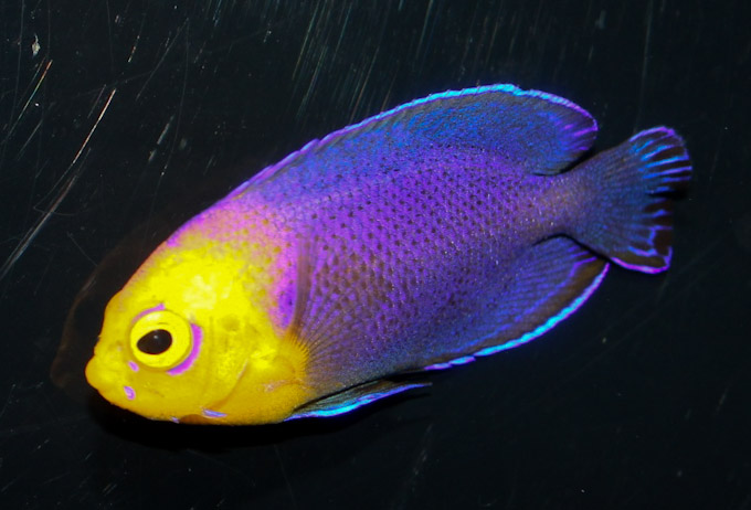 Reef Culture Technologies already beginning to ship a few ‘Hawaiian ...