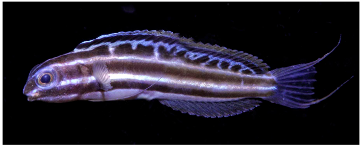 Three new Indonesian species of fang blennies described: Meiacanthus ...
