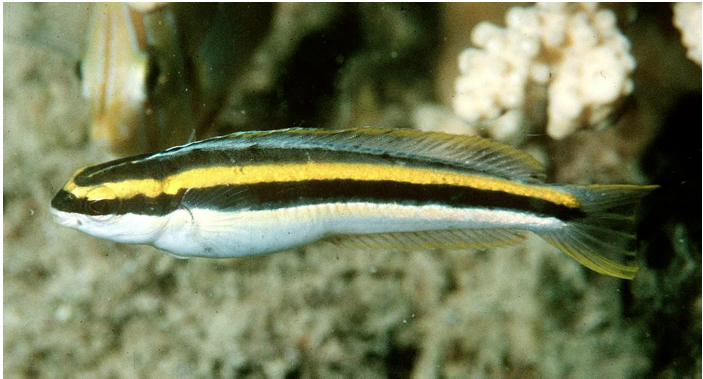 Rare and unknown blenny species also pictured in recent description of ...