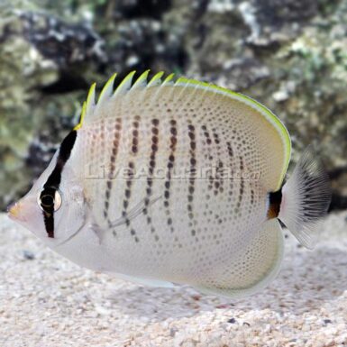 LiveAquaria offered for sale a beautiful and unique Chaetodon miliaris ...