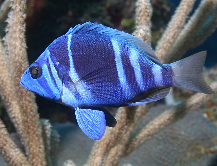 Maya Hamlet and Tan Hamlet are the two newest species of Hypoplectrus ...