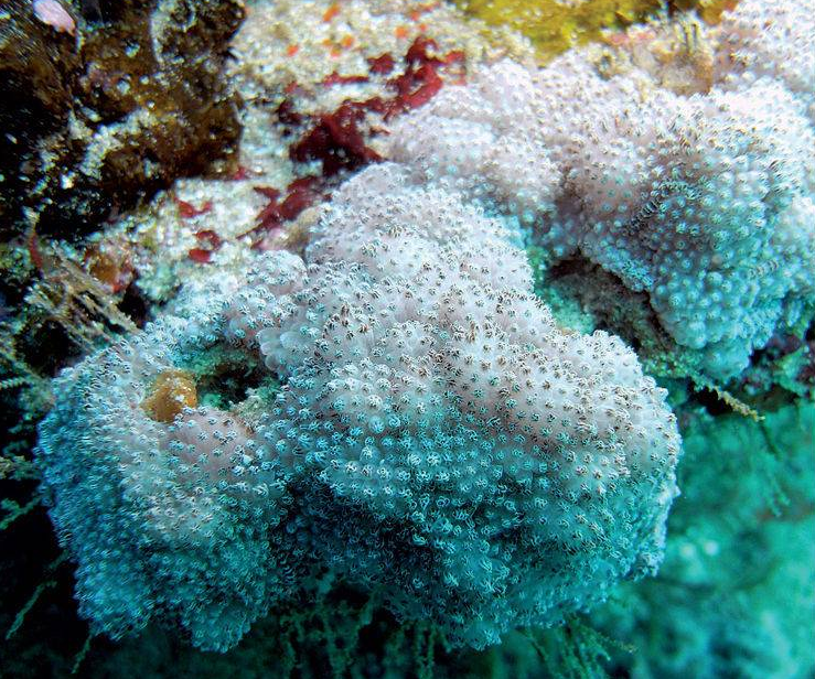 Aldersladum is a new soft coral genus created for two unique (former ...