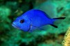 Maya Hamlet and Tan Hamlet are the two newest species of Hypoplectrus ...