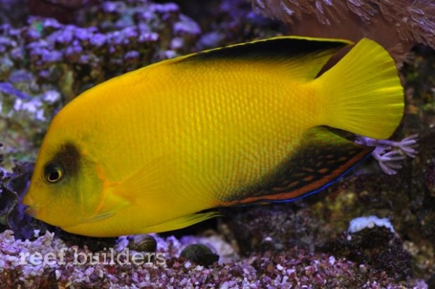 Male yellow pygmy angelfish from Cebu exhibits a handsome splash of ...