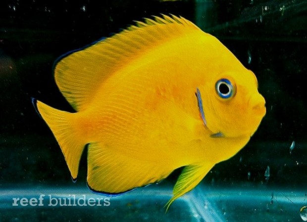 Cocos island lemonpeel angelfish are the blue eyed boys from the Indian ...