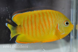 Third recent Tigerpyge collected from Bali | Reef Builders | The Reef ...