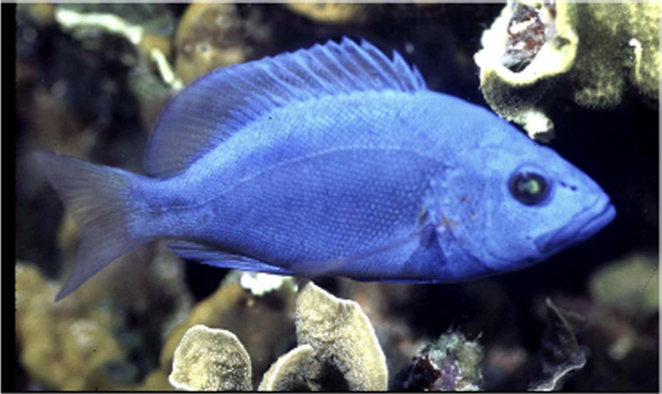 Maya Hamlet and Tan Hamlet are the two newest species of Hypoplectrus ...