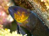 Male Plesiops coeruleolineatus is a little orange throated beast of a ...