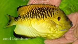 Tiger angelfish hybrid redefines the rarest of the rare reef fish ...