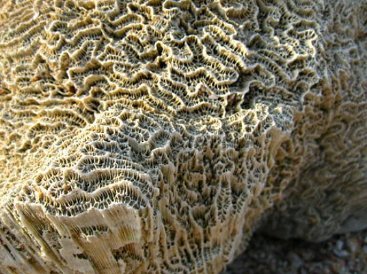 Innovative company uses CO2 to create carbonate cement | Reef Builders ...