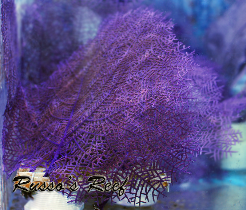 Gorgonia mariae sea fan is the SPS of soft corals and gorgonians | Reef ...