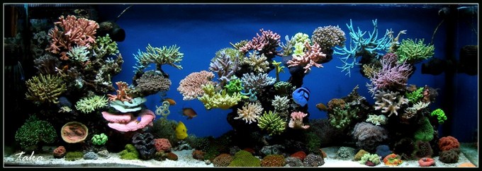 Taka’s tank is an impressive Ukrainian reef | Reef Builders | The Reef ...