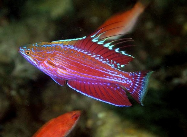 Paracheilinus togeanensis flasher wrasse and its hybrids are a ...