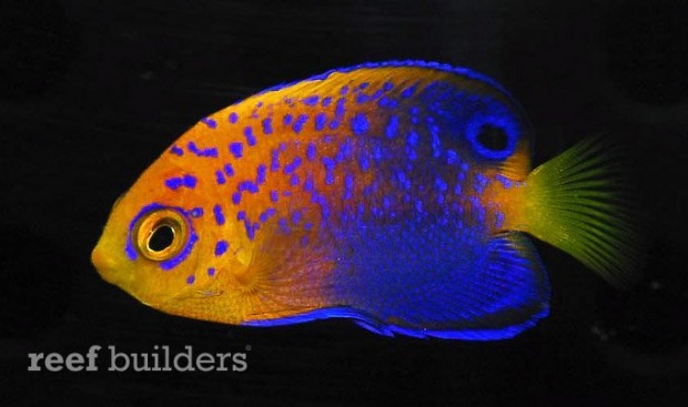 Japanese pygmy angelfish are absolutely divine as juveniles | Reef ...