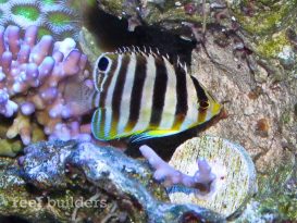 Small multibar angelfish from Marshall Islands is the cutest ...