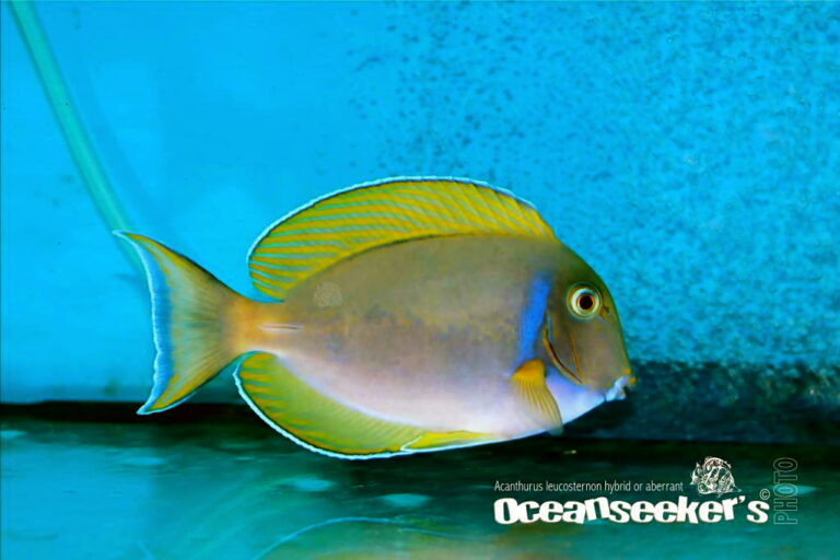 Xanthic Acanthurus surgeonfish caught on video | Reef Builders | The ...