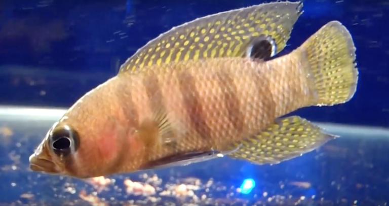 Blue Harbor’s close up video of Lipogramma robinsi shows this ...