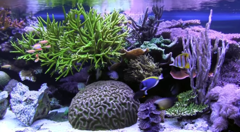 RalfP’s mature reef aquarium is a world class coral display | Reef Builders | The Reef and ...