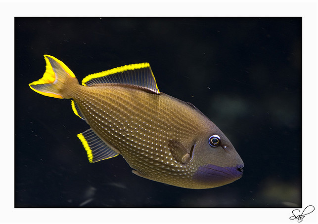 Crosshatch Bluethroat triggerfish hybrid is real and coming to ...