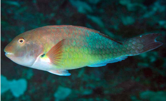 Sparisoma choati is a new species of Atlantic parrotfish from West ...