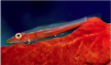 Bryaninops discus and B. spongicolus are two recently described nano ...