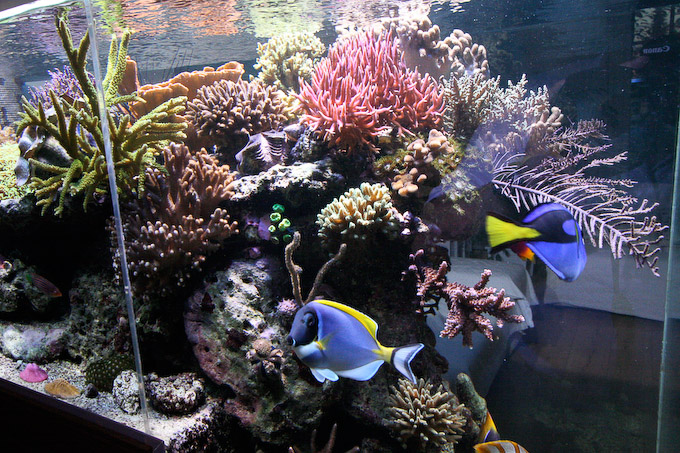 The Drop-Off Reef Aquarium of Philippe Grosjean | Reef Builders | The ...