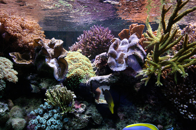 The Drop-Off Reef Aquarium of Philippe Grosjean | Reef Builders | The ...