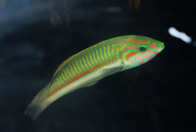 Red Sea reef fish beginning to trickle back into the aquarium trade ...