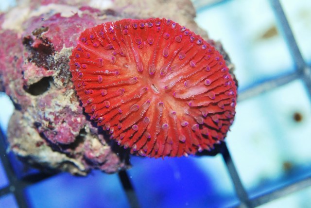 Lightning strikes twice with two incredible red Fungiid disc corals ...