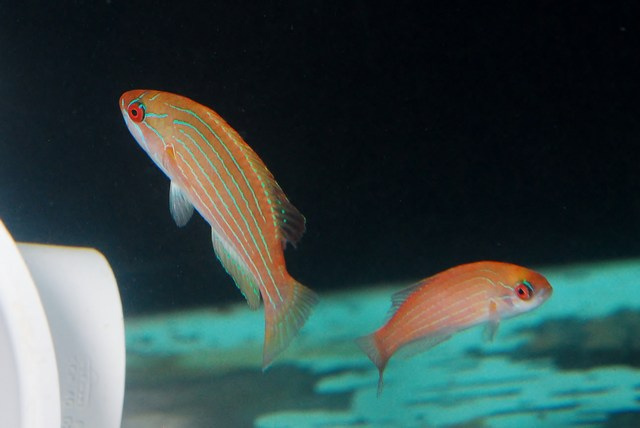Red Sea reef fish beginning to trickle back into the aquarium trade ...