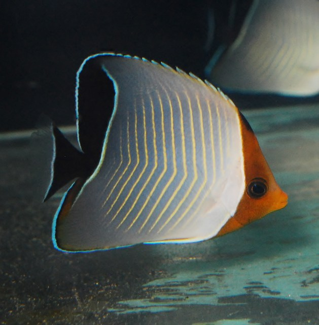 Red Sea reef fish beginning to trickle back into the aquarium trade ...