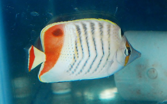 Red Sea reef fish beginning to trickle back into the aquarium trade ...