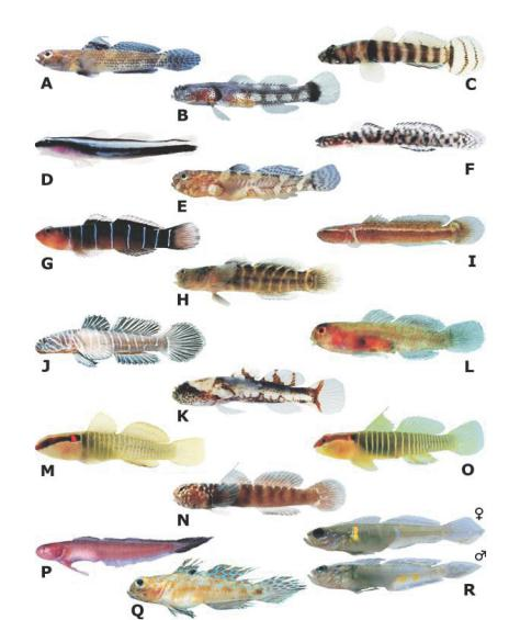 Biology of Gobies is the ultimate compendium on this popular group of ...