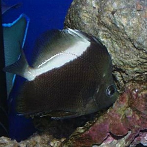 Prognathodes obliquus and P. dichrous are two similar yet unobtainable ...